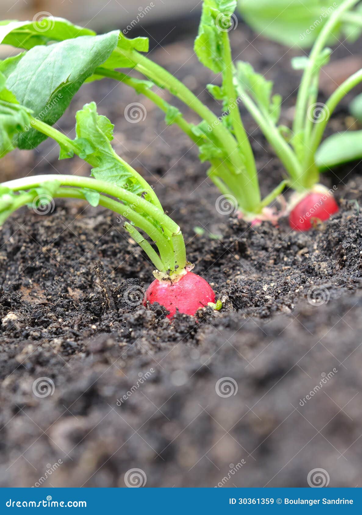 Rabanetes no solo imagem de stock. Imagem de fresco, raiz - 30361359