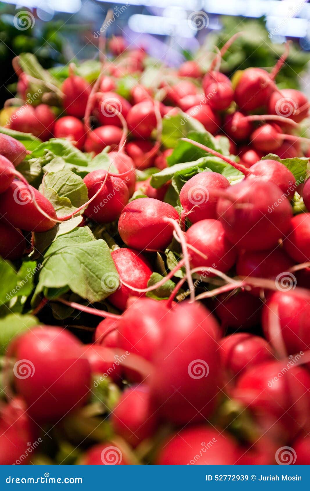 Rabanetes vermelhos dentro imagem de stock. Imagem de verde - 52772939