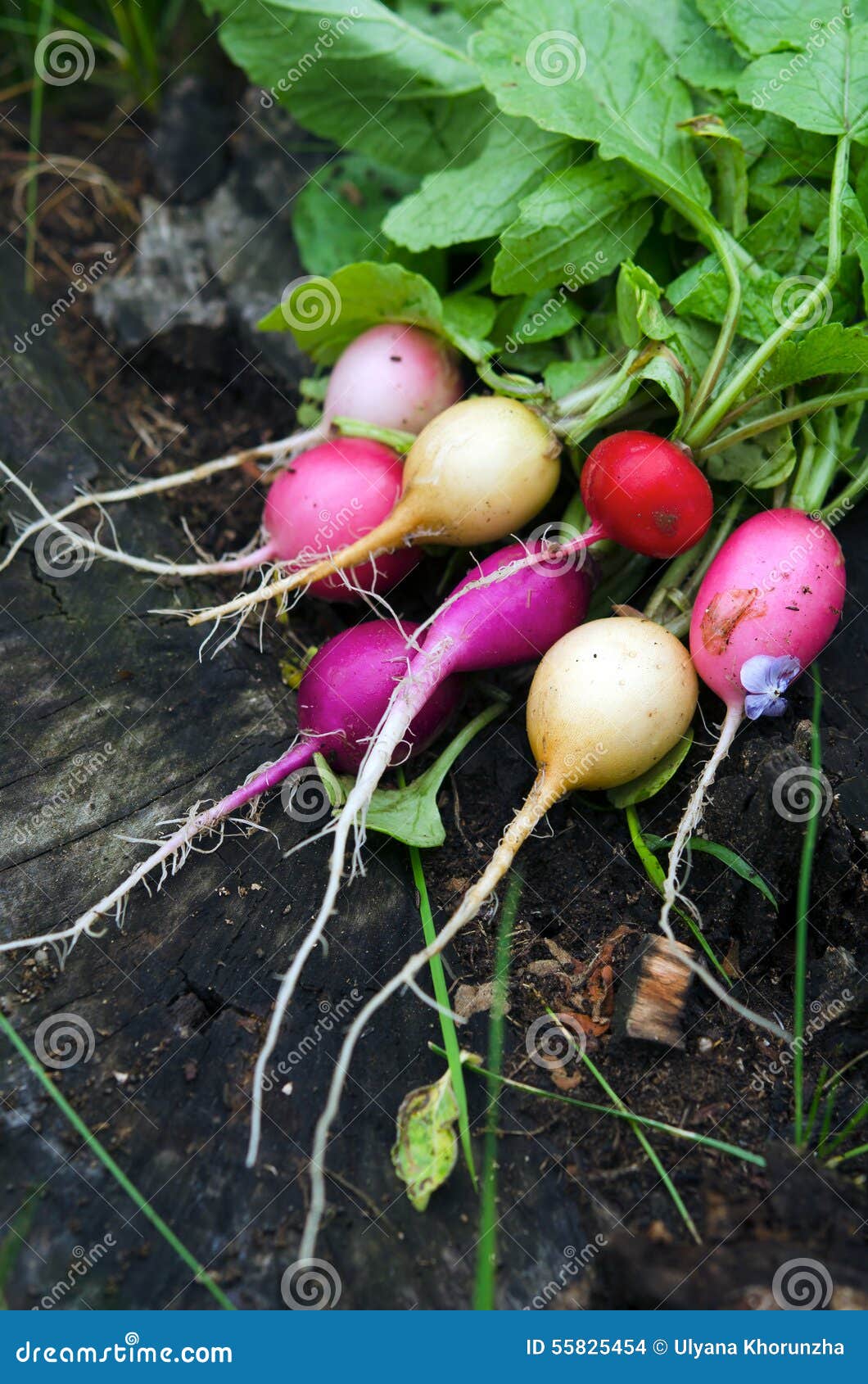 Rabanetes Vermelhos, Roxos E Brancos Foto de Stock - Imagem de carvalho ...