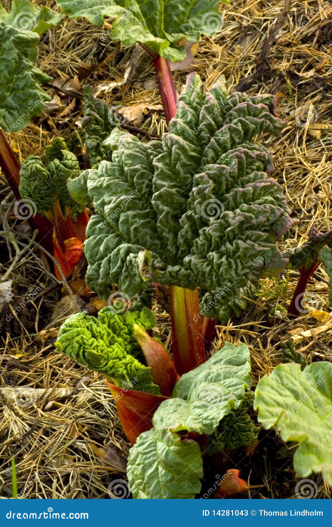 Rabarbaro immagine stock. Immagine di squisito, colorato - 14281043