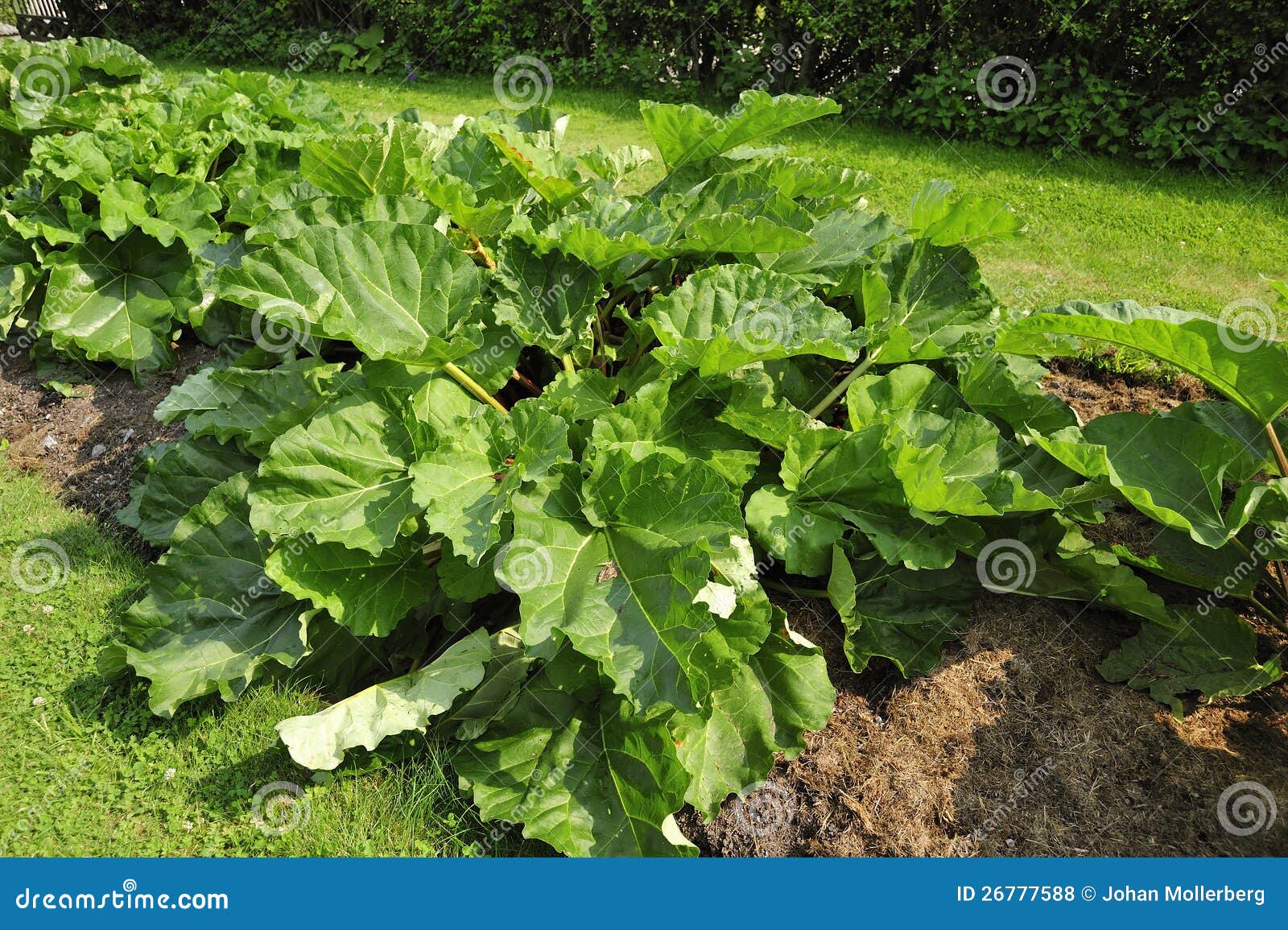 Rabarbaro fotografia stock. Immagine di drogheria, verdura - 26777588