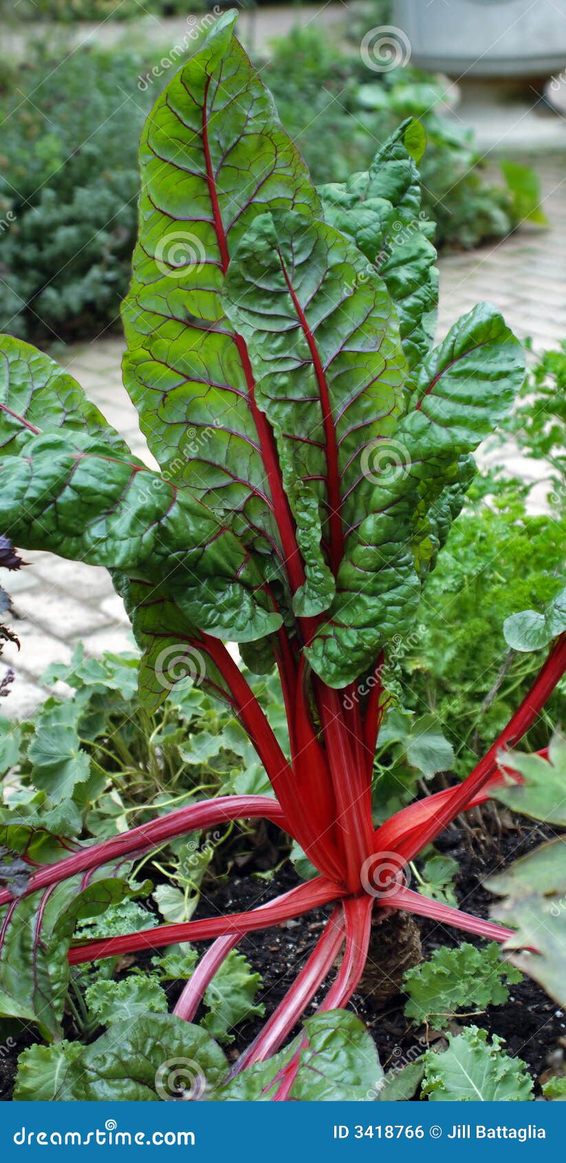 Rabarbaro nel giardino fotografia stock. Immagine di rosso - 3418766