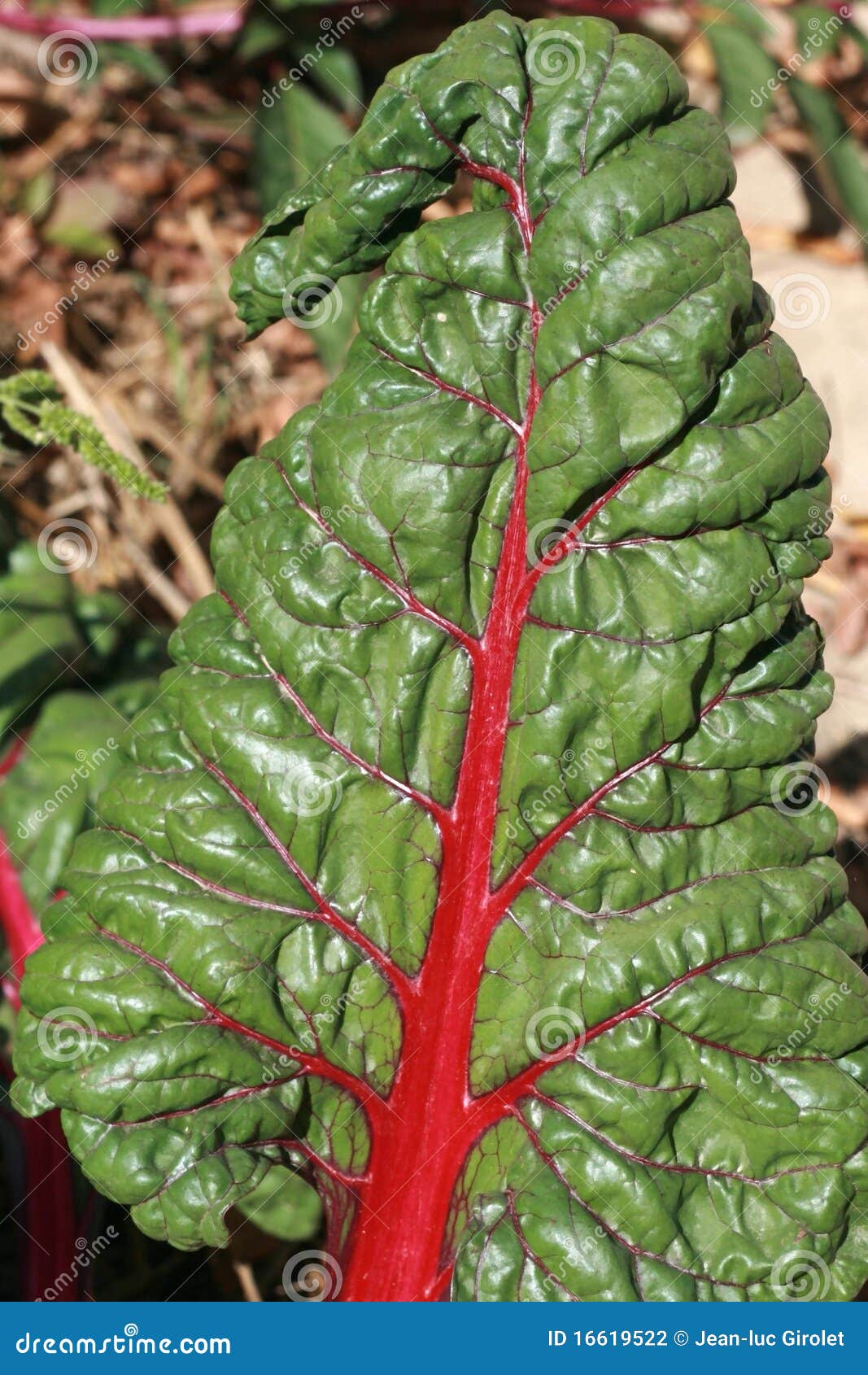 Rabarber arkivfoto. Bild av skönhet, säsong, produktion - 16619522