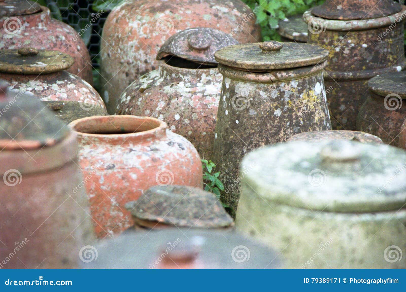 Rabarber Het Dwingen Potten Stock Afbeelding - Image of tuin, dwingen ...