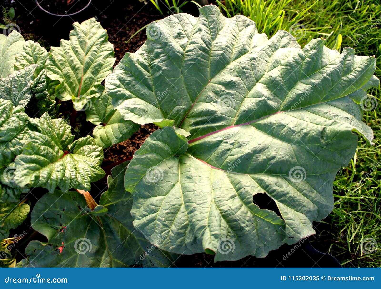 Rabarberblad stock afbeelding. Image of landschap, schoonheid - 115302035