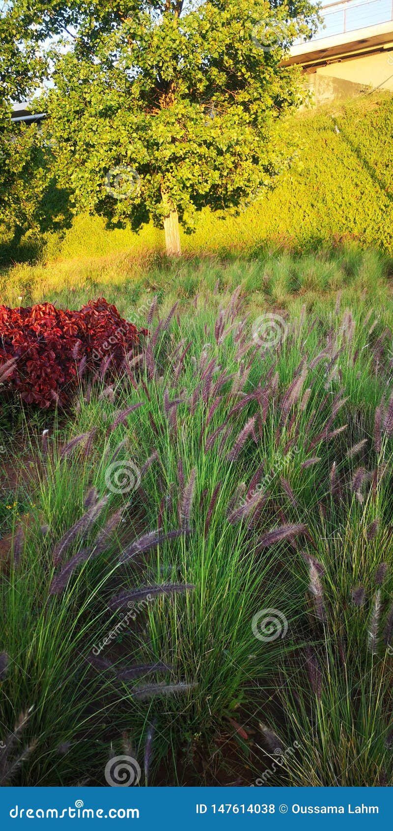 Rabat Morocco stock photo. Image of morocco, plant, rabat - 147614038