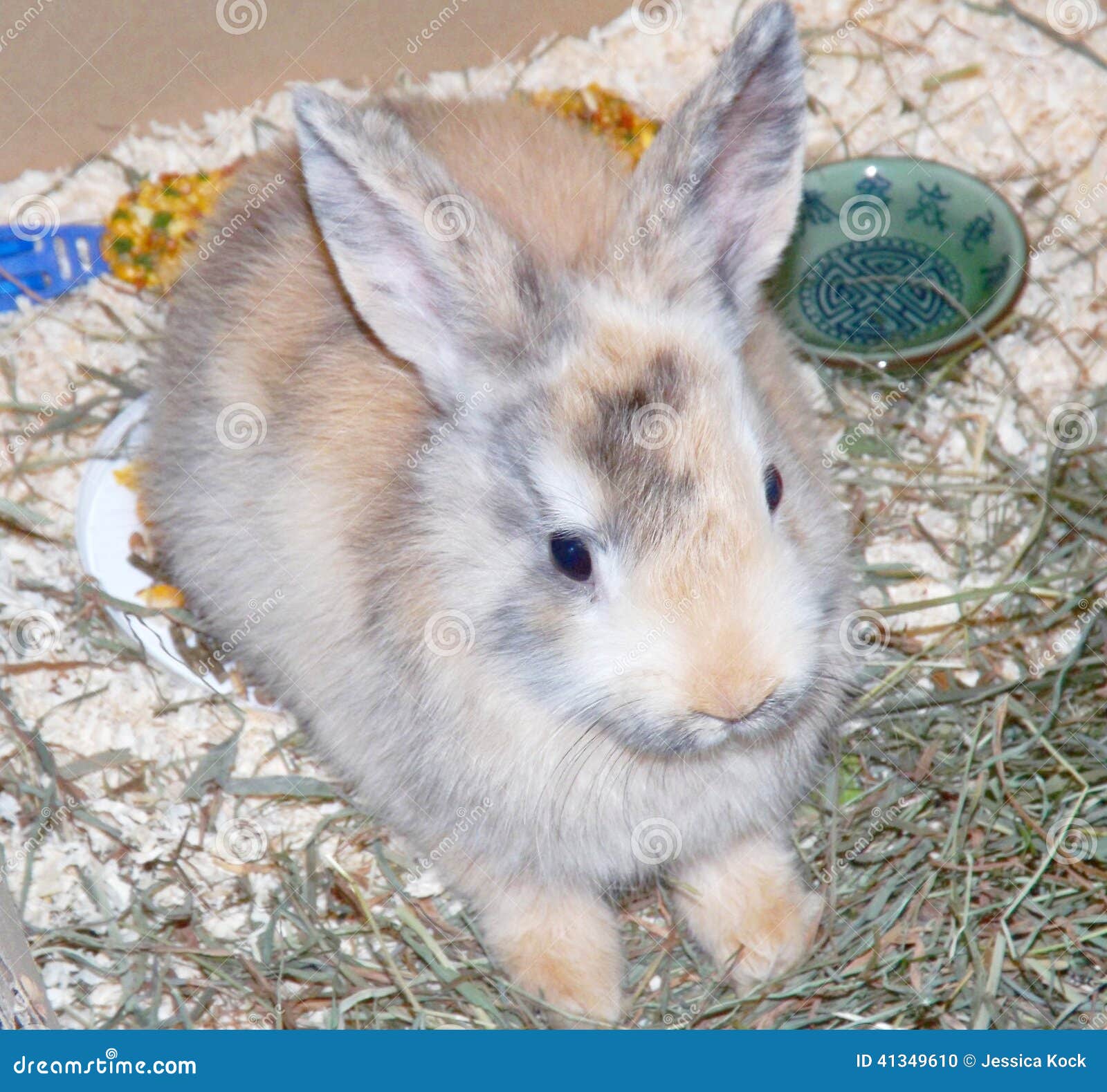 Rabbbit stock photo. Image of white, rabbit, small, colourful - 41349610