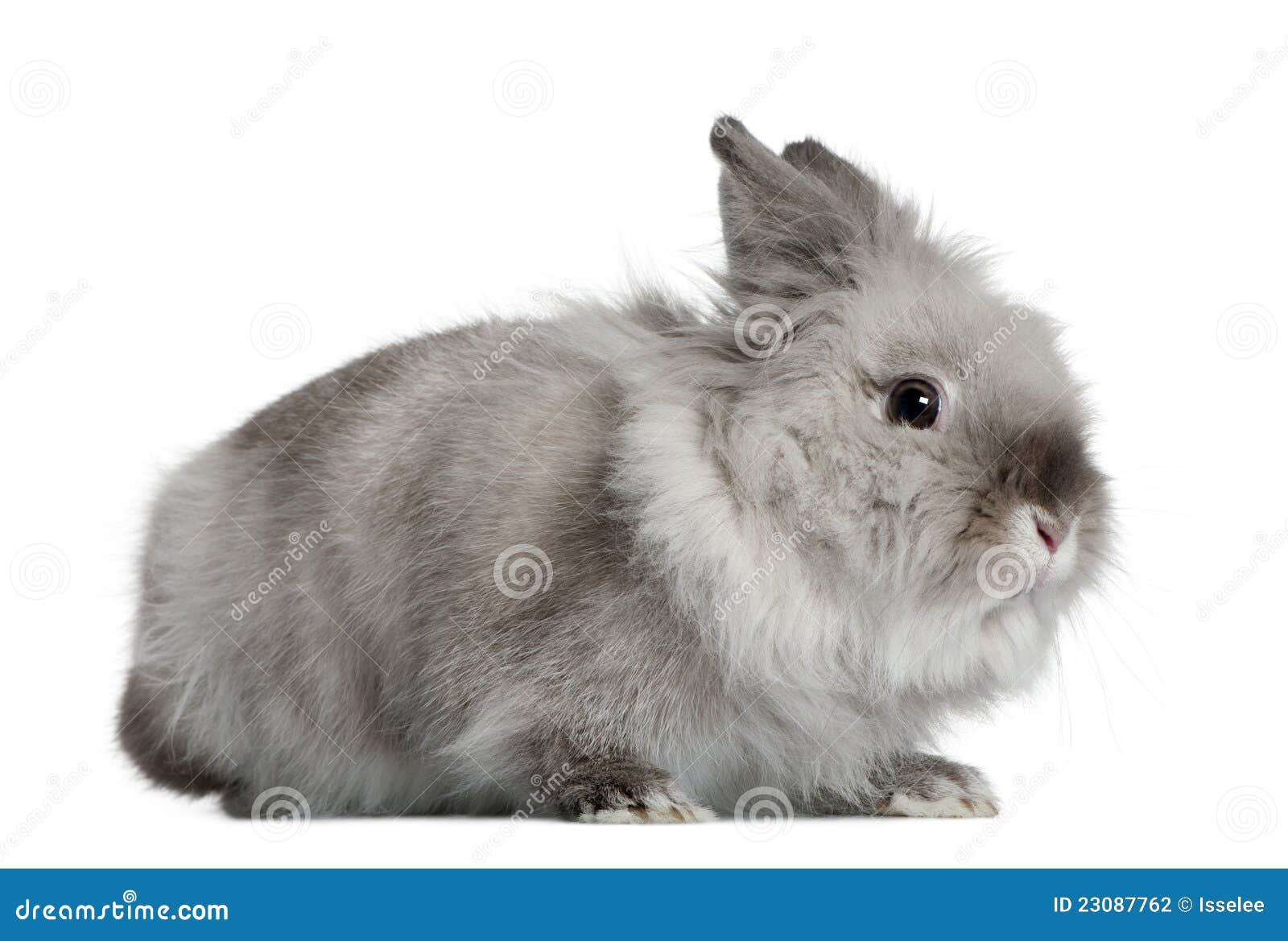 Rabbit, 1 Year Old, in Front of White Background Stock Photo - Image of ...
