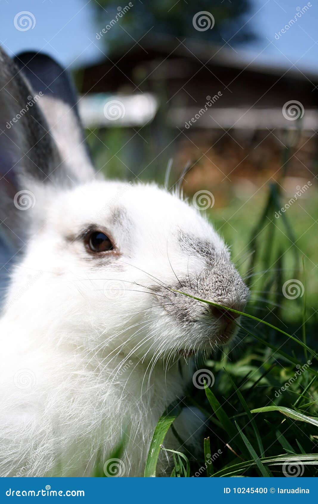 Amami Rabbit Photos - Free & Royalty-Free Stock Photos from Dreamstime