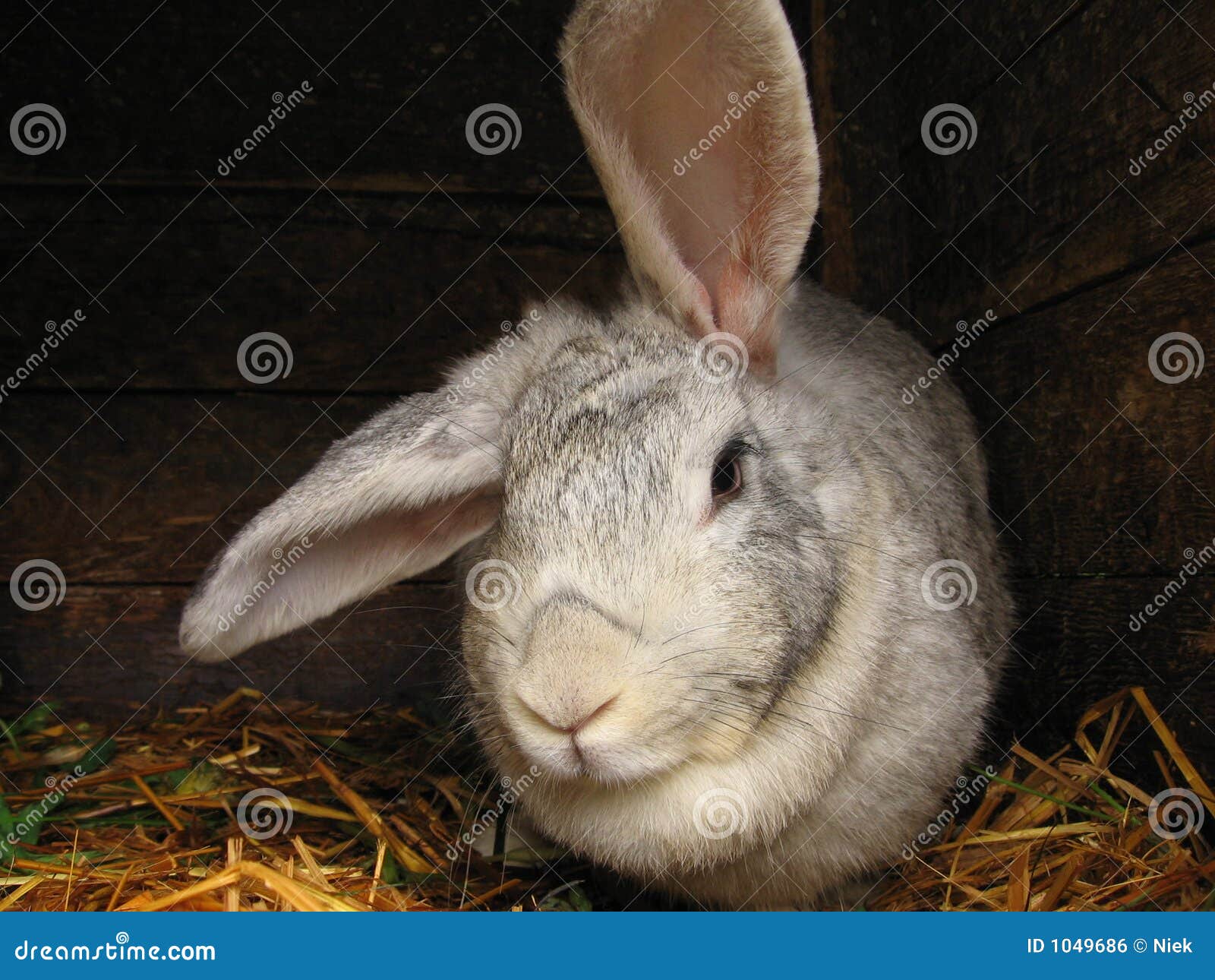 Rabbit stock photo. Image of spring, animal, ears, mammal - 1049686