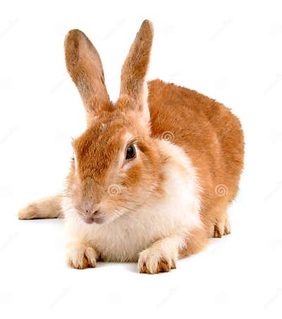 Rabbit stock image. Image of isolated, bred, domestic - 10944627
