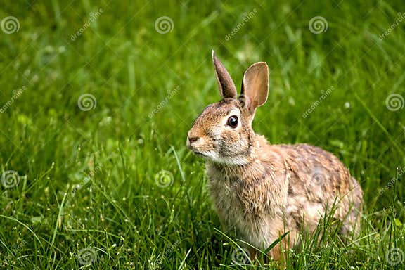 Rabbit stock photo. Image of wilderness, land, field - 10981538