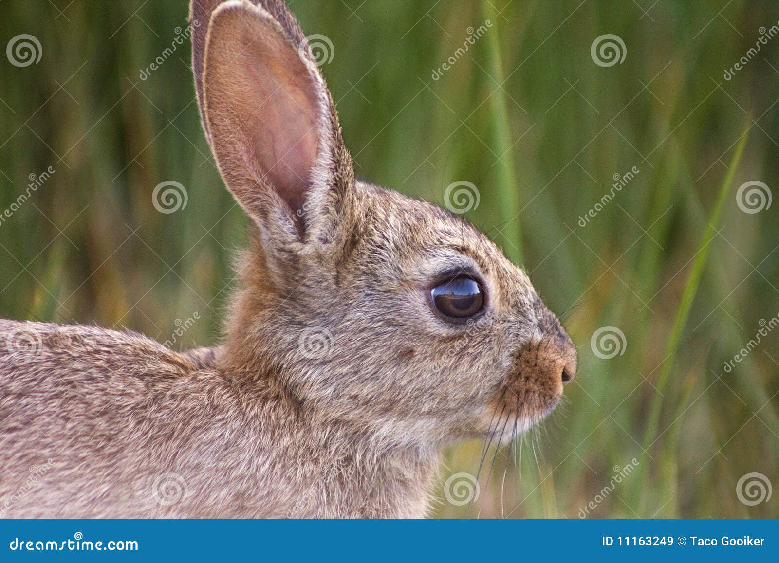 Rabbit stock image. Image of zandvoort, frightened, ears - 11163249