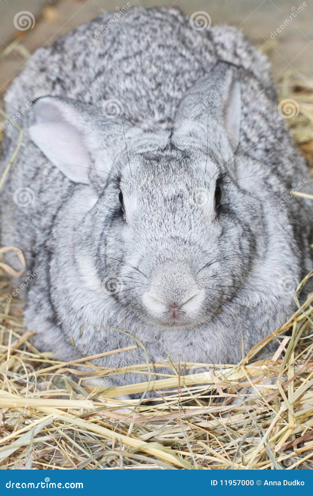 Rabbit stock photo. Image of cute, pink, mammal, feeding - 11957000