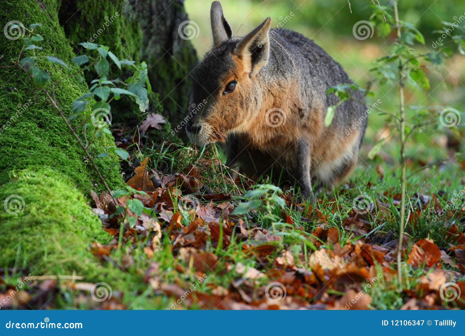 Rabbit stock image. Image of ground, rabbit, angle, wildlife - 12106347