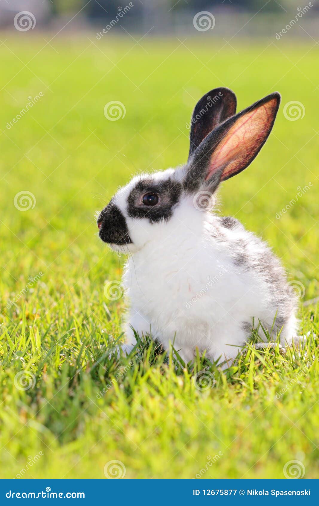 Rabbit stock image. Image of creature, field, hair, fuzzy - 12675877