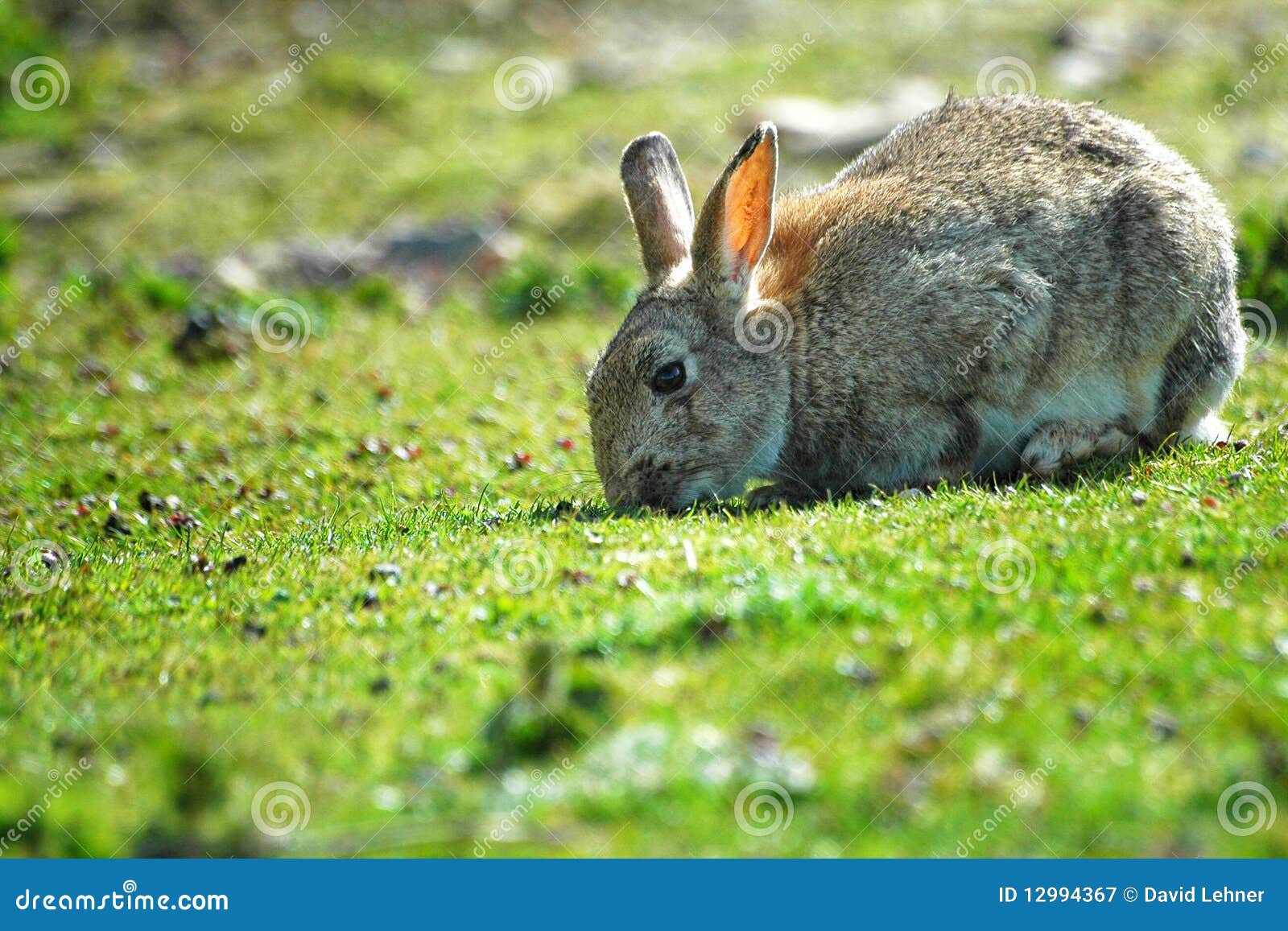 Rabbit stock image. Image of nature, pasture, rabbit - 12994367