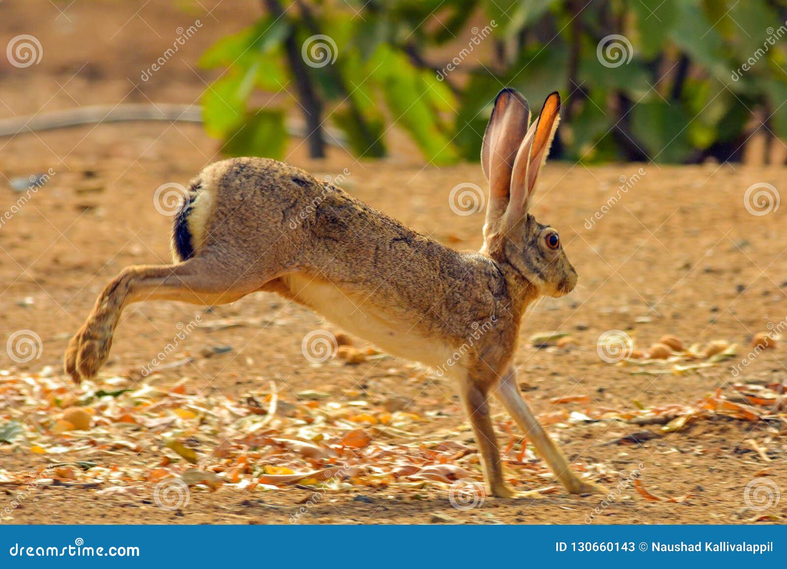 Cottontail Rabbit in Jeddah, Saudi Arabia Stock Image - Image of pests ...