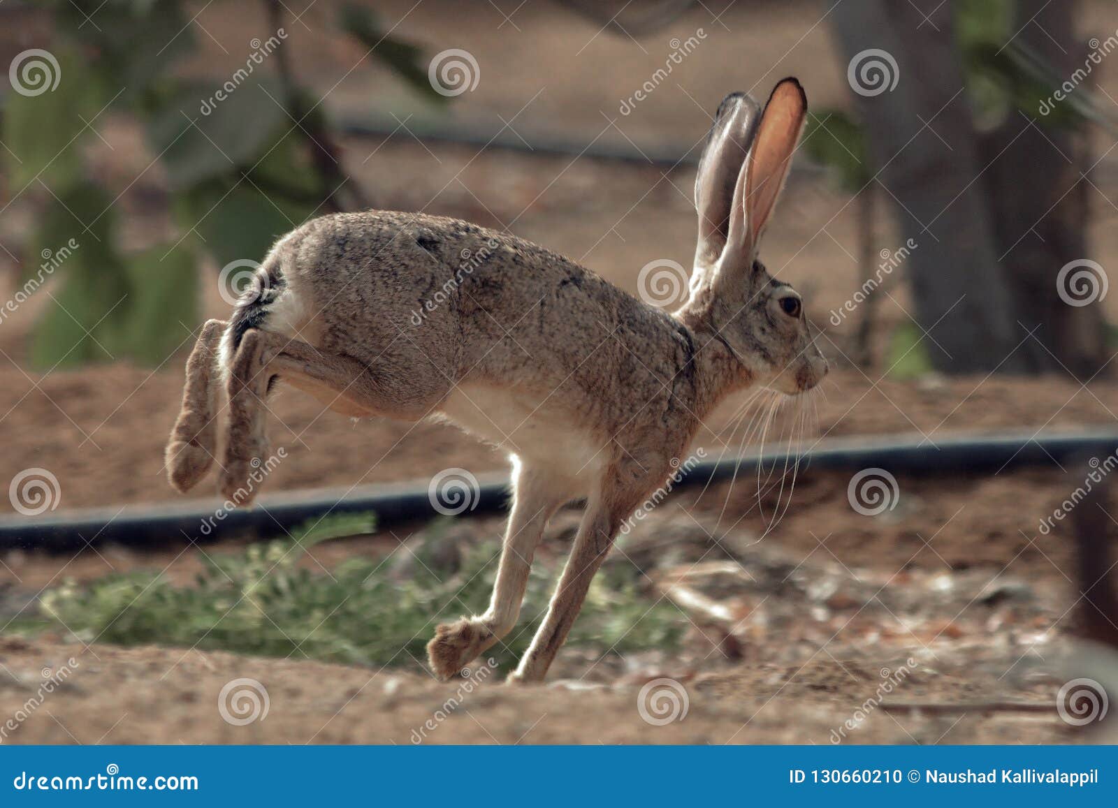 Cottontail Rabbit In Jeddah, Saudi Arabia Royalty-Free Stock Image ...