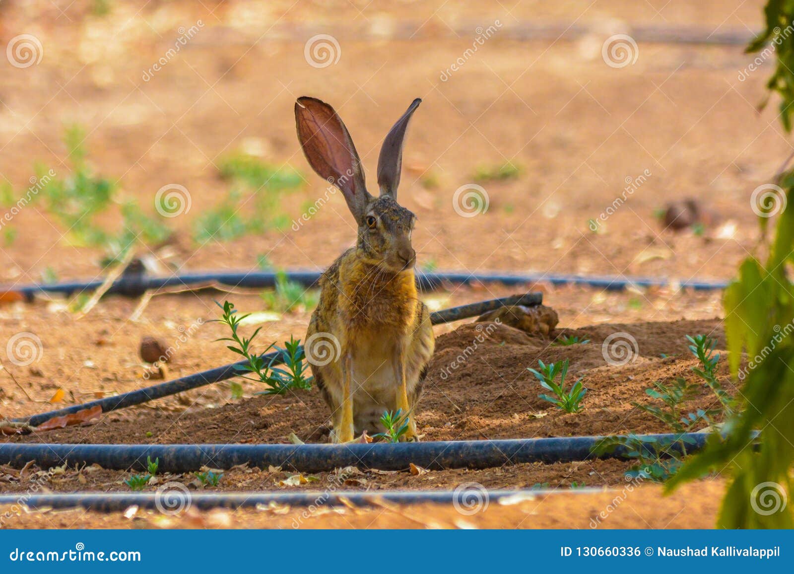 Cottontail Rabbit in Jeddah, Saudi Arabia Stock Photo - Image of ...