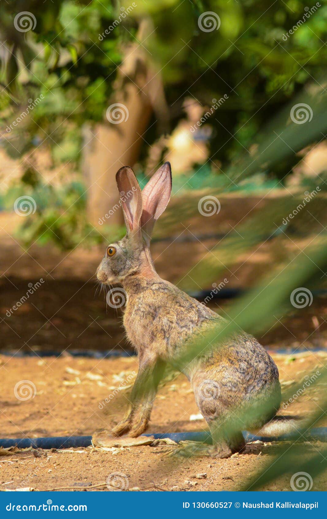 Cottontail Rabbit in Jeddah, Saudi Arabia Stock Image - Image of black ...