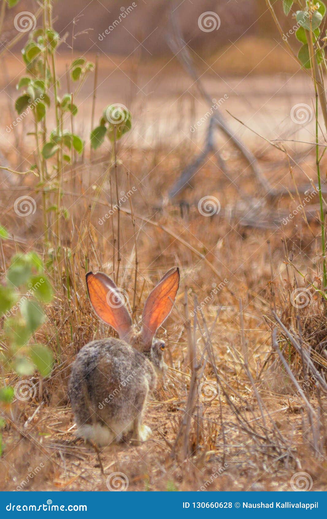 Cottontail Rabbit in Jeddah, Saudi Arabia Stock Photo - Image of ...