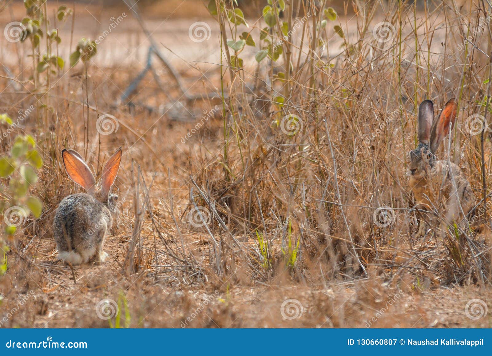 Cottontail Rabbit in Jeddah, Saudi Arabia Stock Image - Image of gray ...