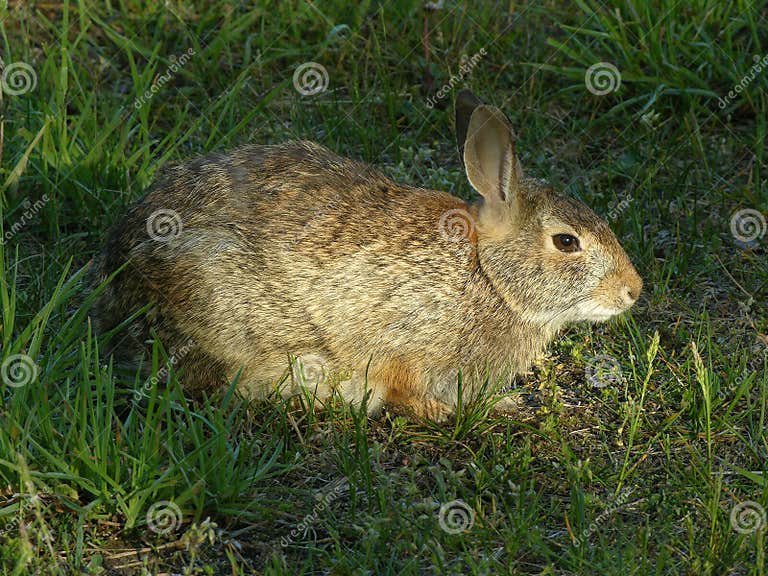Rabbit stock image. Image of nature, rodent, animal, outdoors - 133895