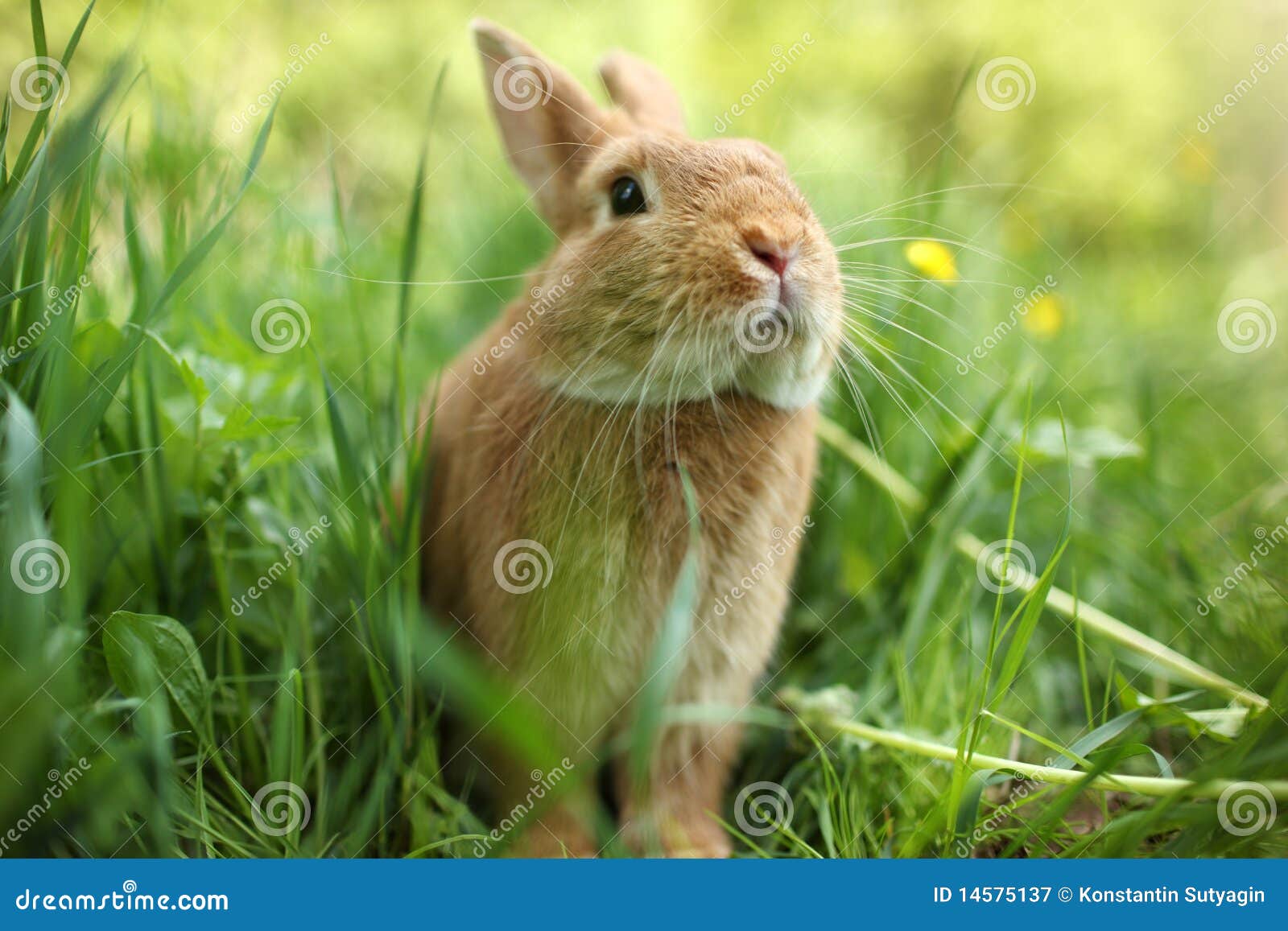 236,418 Rabbit Stock Photos - Free & Royalty-Free Stock Photos from ...