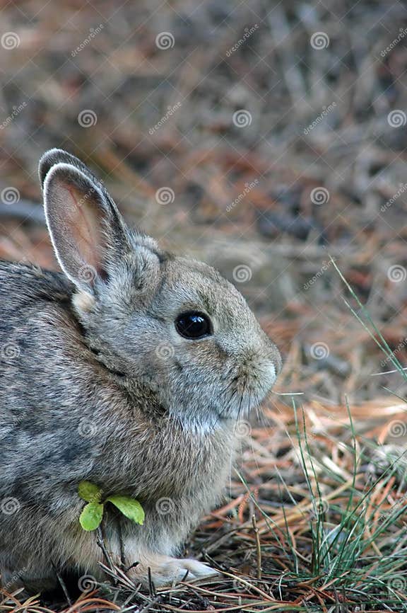 Rabbit stock image. Image of hunting, feeding, rodent, rocky - 149245