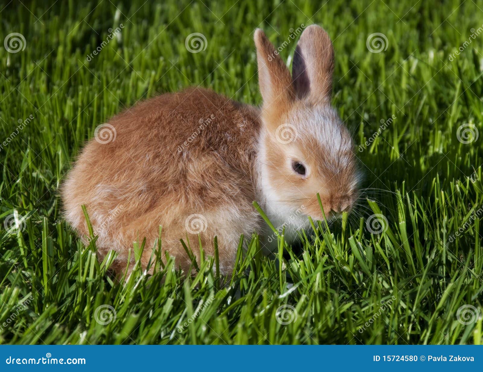 Rabbit stock photo. Image of rabbit, nose, lawn, easter - 15724580