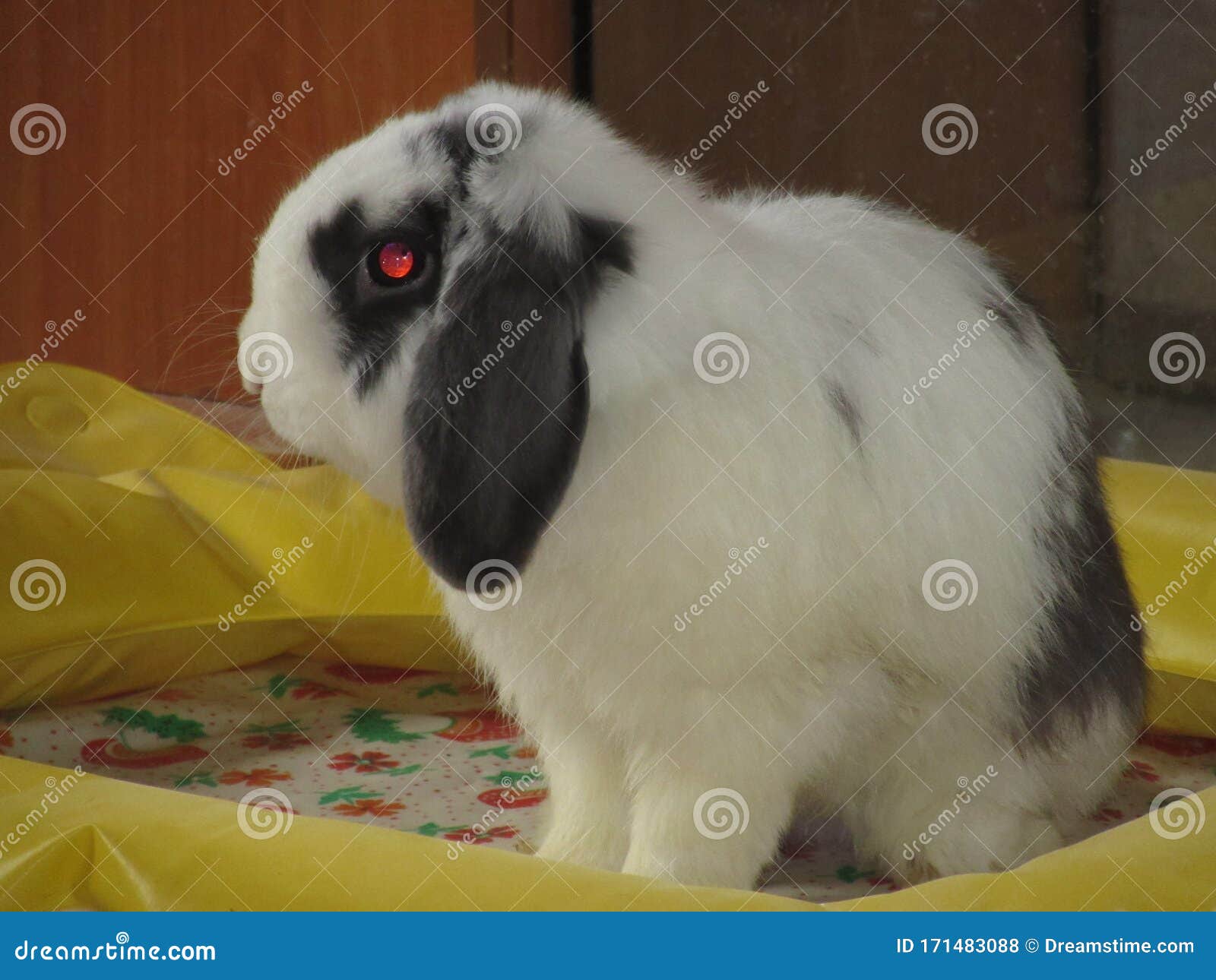 Rabbit with hanging ears stock photo. Image of rabbit - 171483088