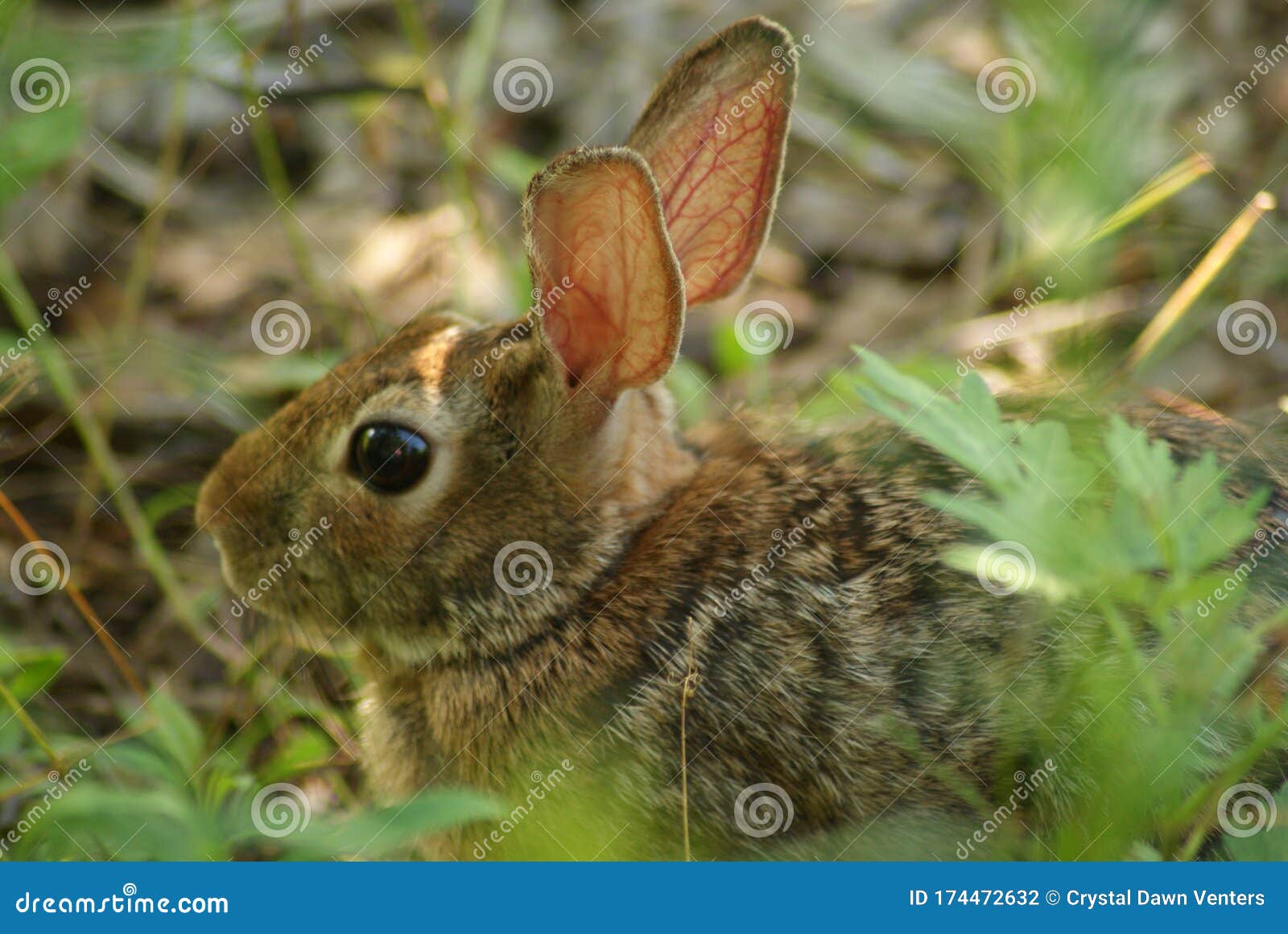 Rabbit stock photo. Image of prey, cottontail, nest - 174472632