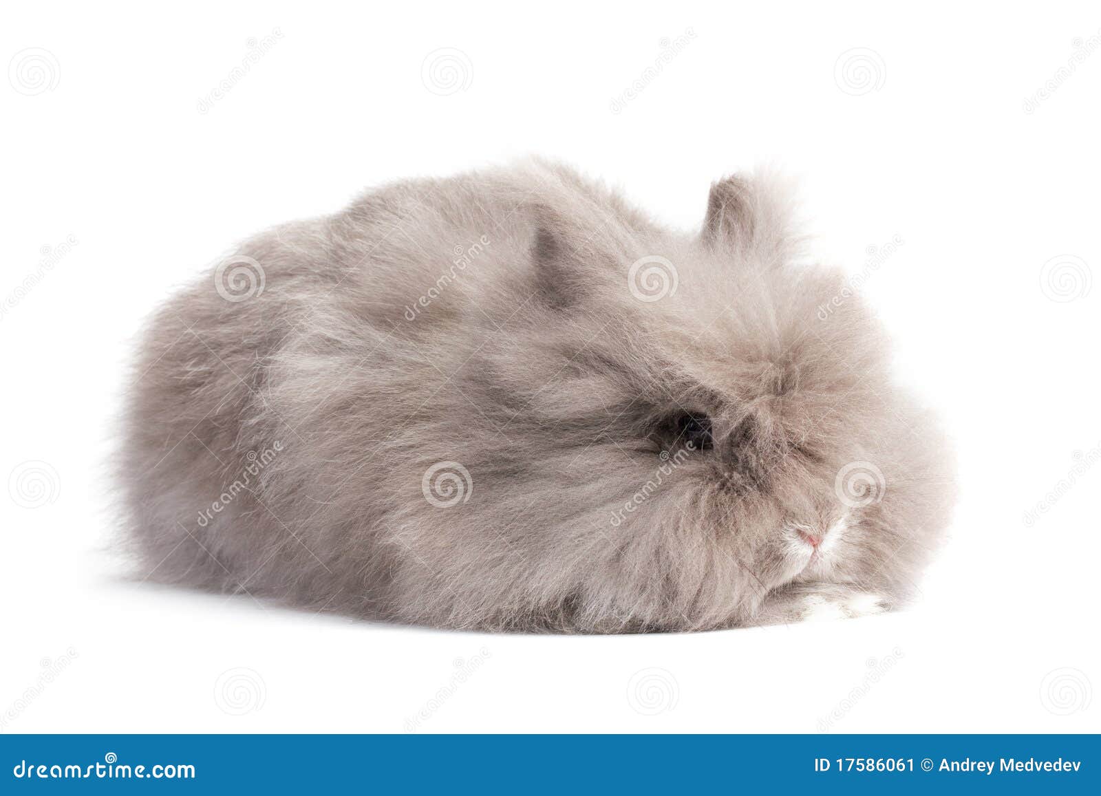 Rabbit. stock image. Image of isolated, rabbit, decorative - 17586061