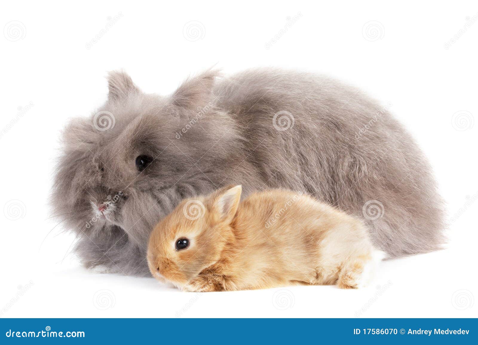 Rabbit. stock photo. Image of fluffy, careful, decorative - 17586070
