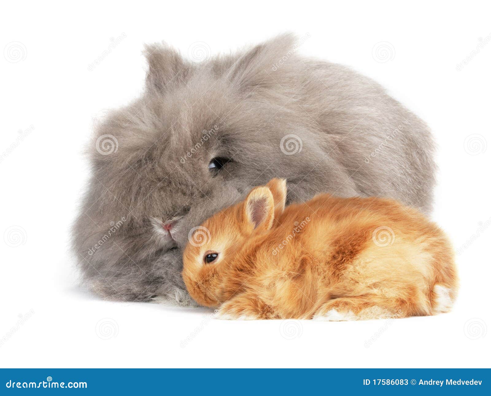 198 Angora Dwarf Rabbit Stock Photos - Free & Royalty-Free Stock Photos ...