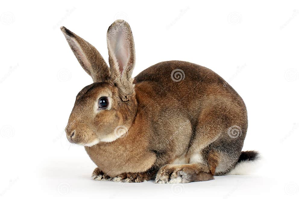 Rabbit stock photo. Image of horizontal, indoors, looking - 17920468
