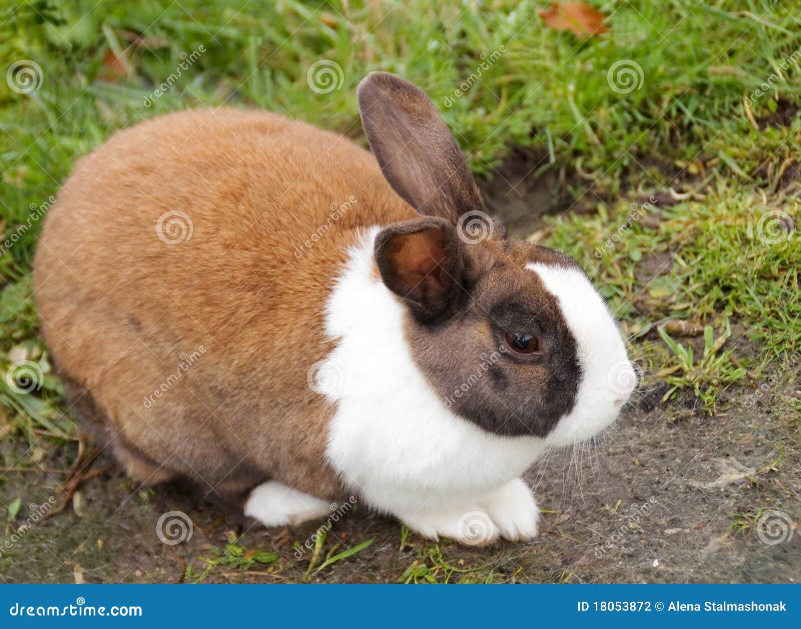 Rabbit stock photo. Image of white, beautiful, bunny - 18053872