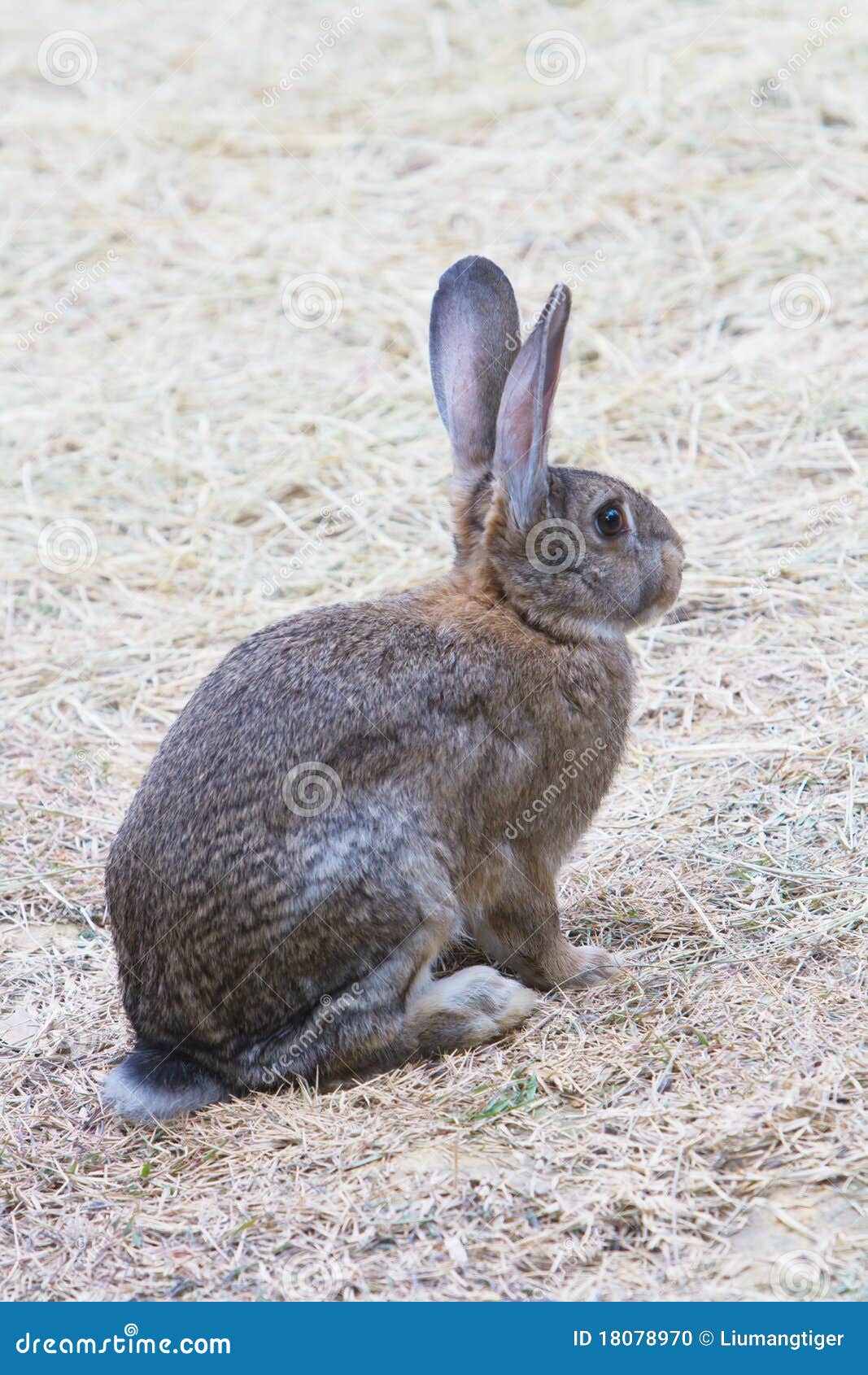 415 Dry Rabbit Tail Stock Photos - Free & Royalty-Free Stock Photos ...