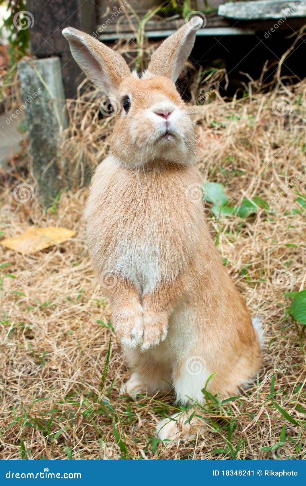 Rabbit stock image. Image of animal, little, rabbit, watching - 18348241
