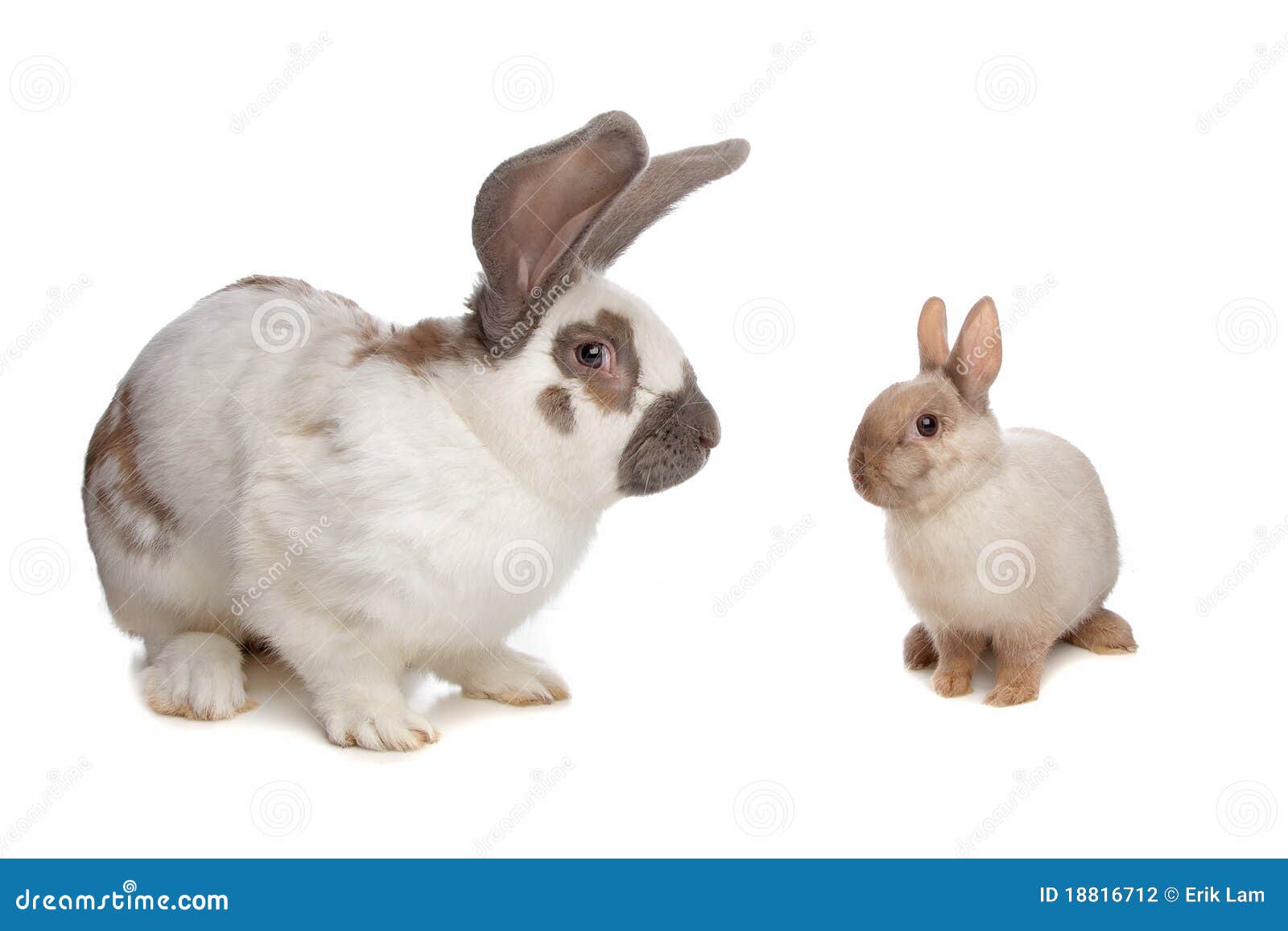 Rabit Front White Background Stock Photos - Free & Royalty-Free Stock ...