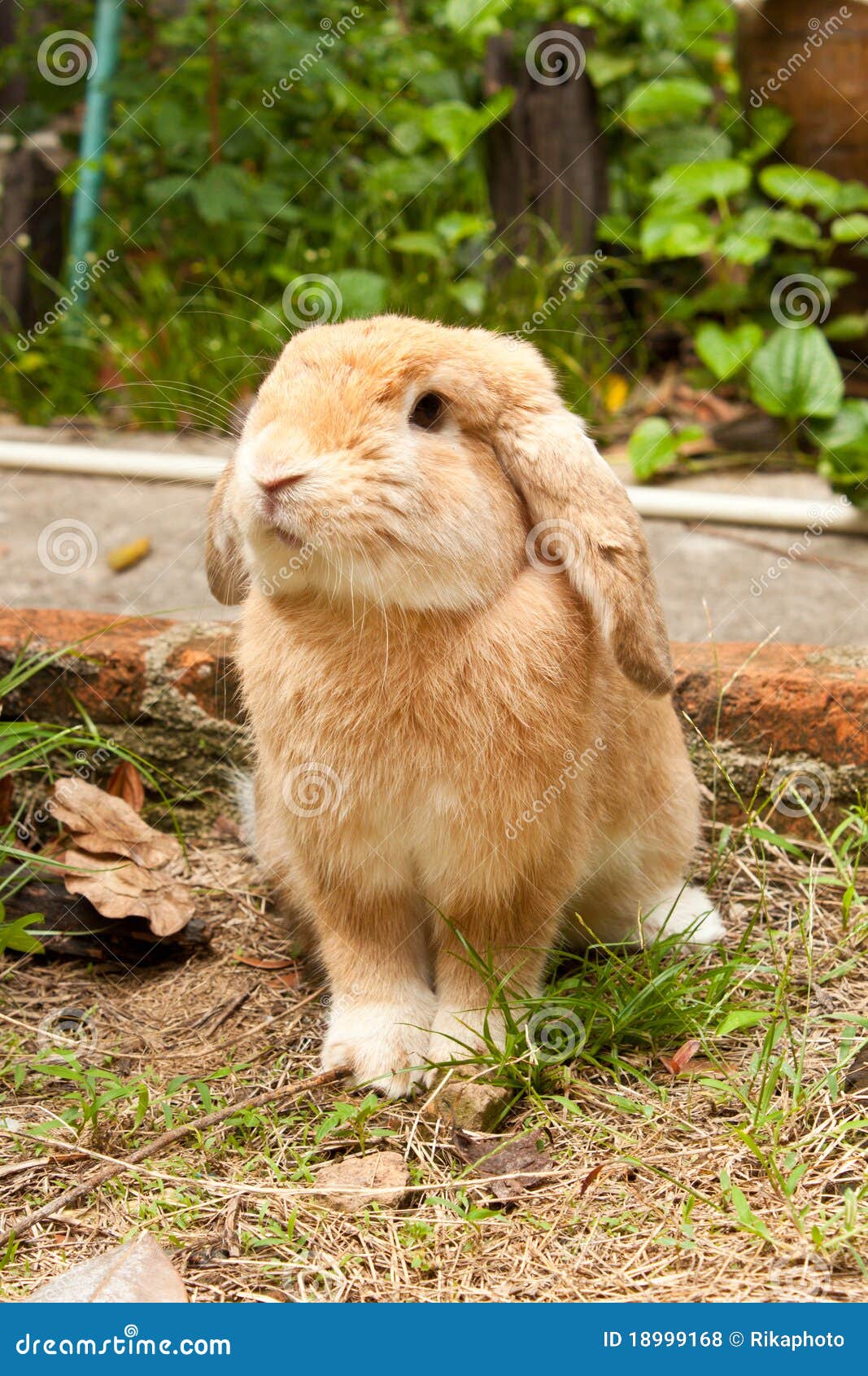 Rabbit stock photo. Image of rabbit, garden, fields, space - 18999168
