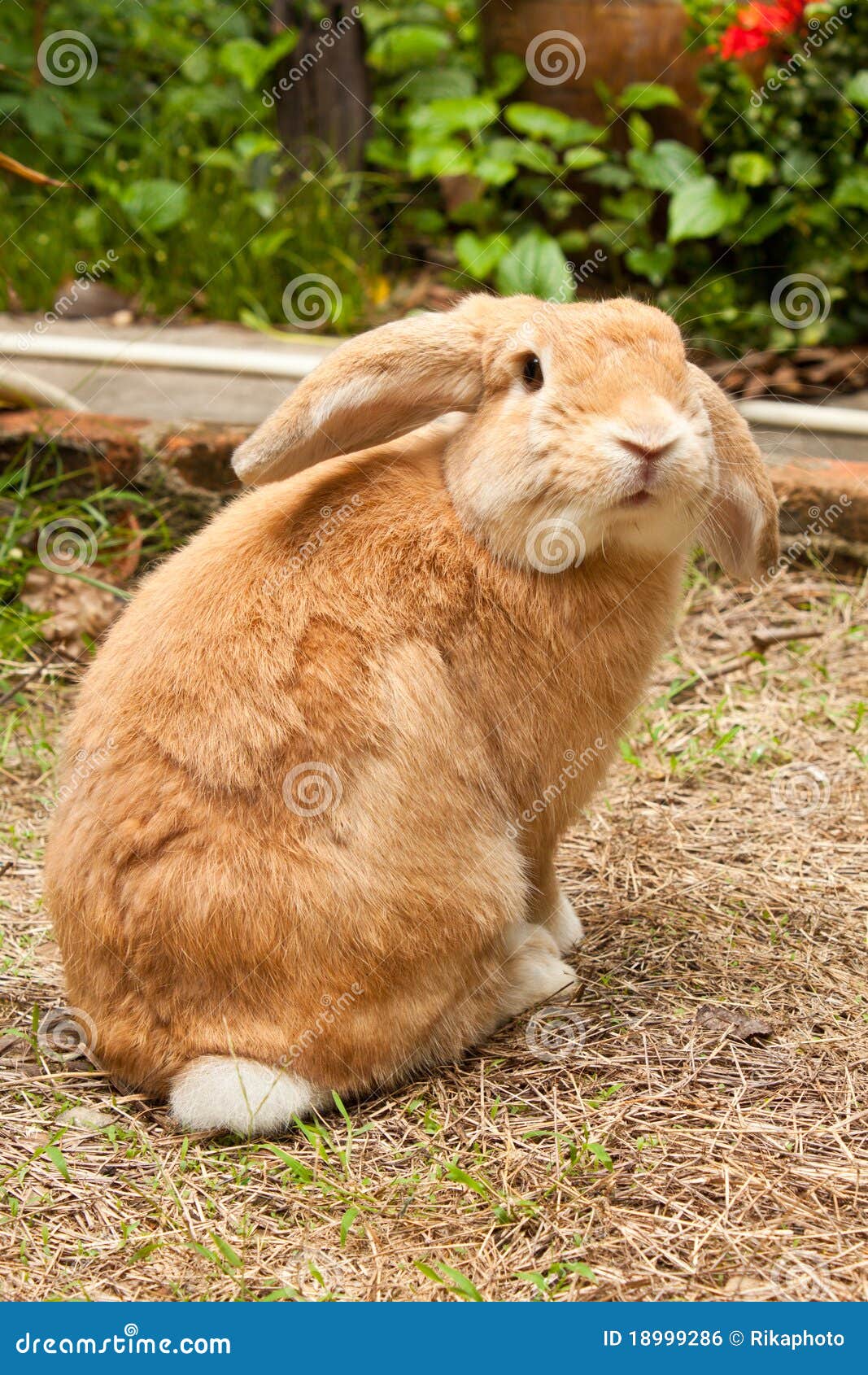 Rabbit stock photo. Image of soft, rabbit, mammal, hare - 18999286