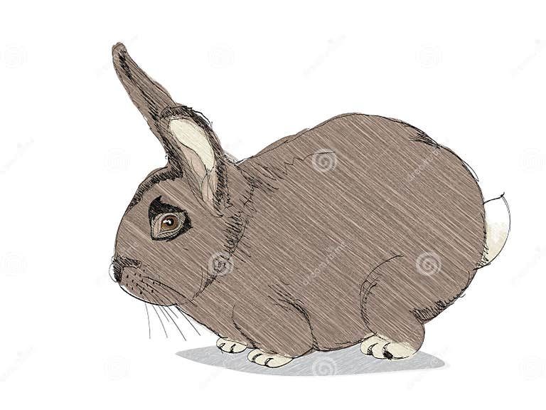 Rabbit stock illustration. Illustration of isolated, mammal - 19329344