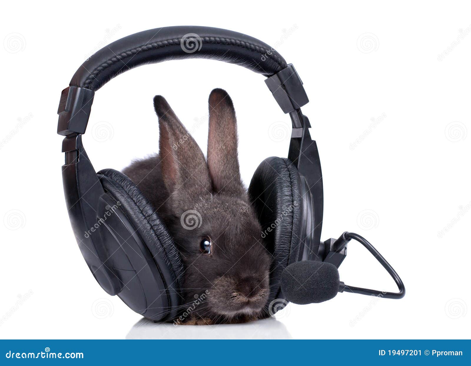 Rabbit stock image. Image of soft, hear, music, pets - 19497201