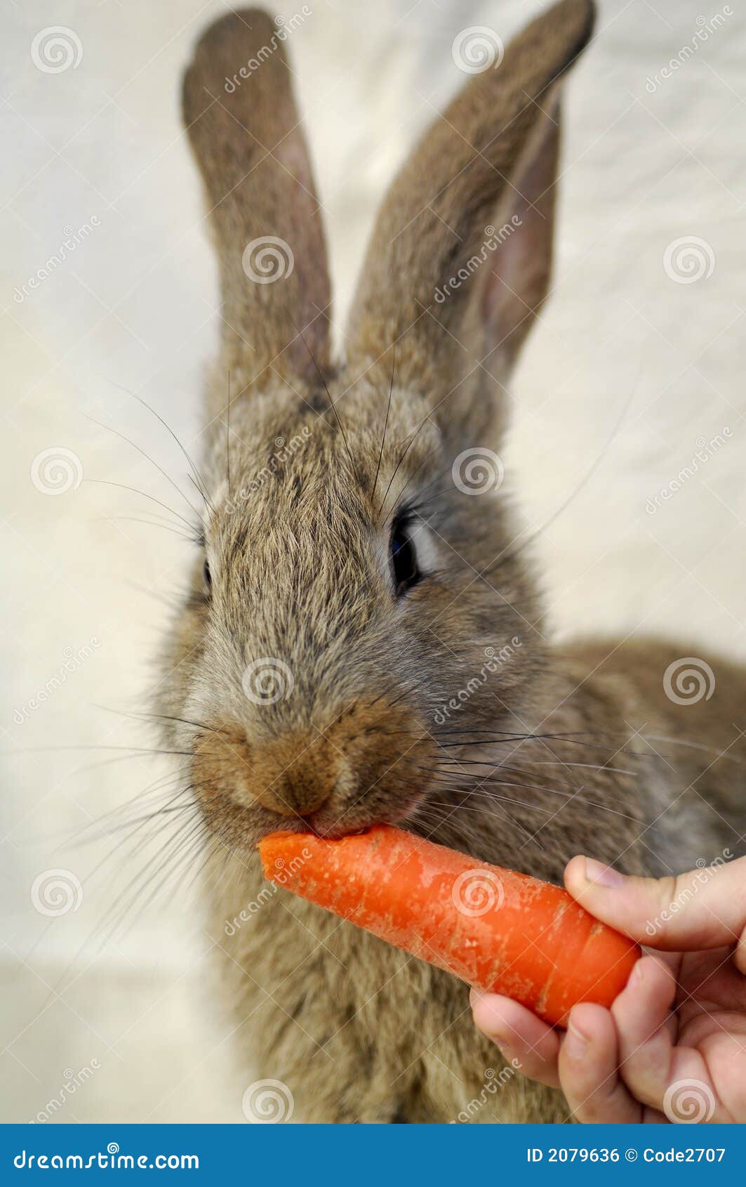 Rabbit stock photo. Image of baby, brown, rabbit, farm - 2079636