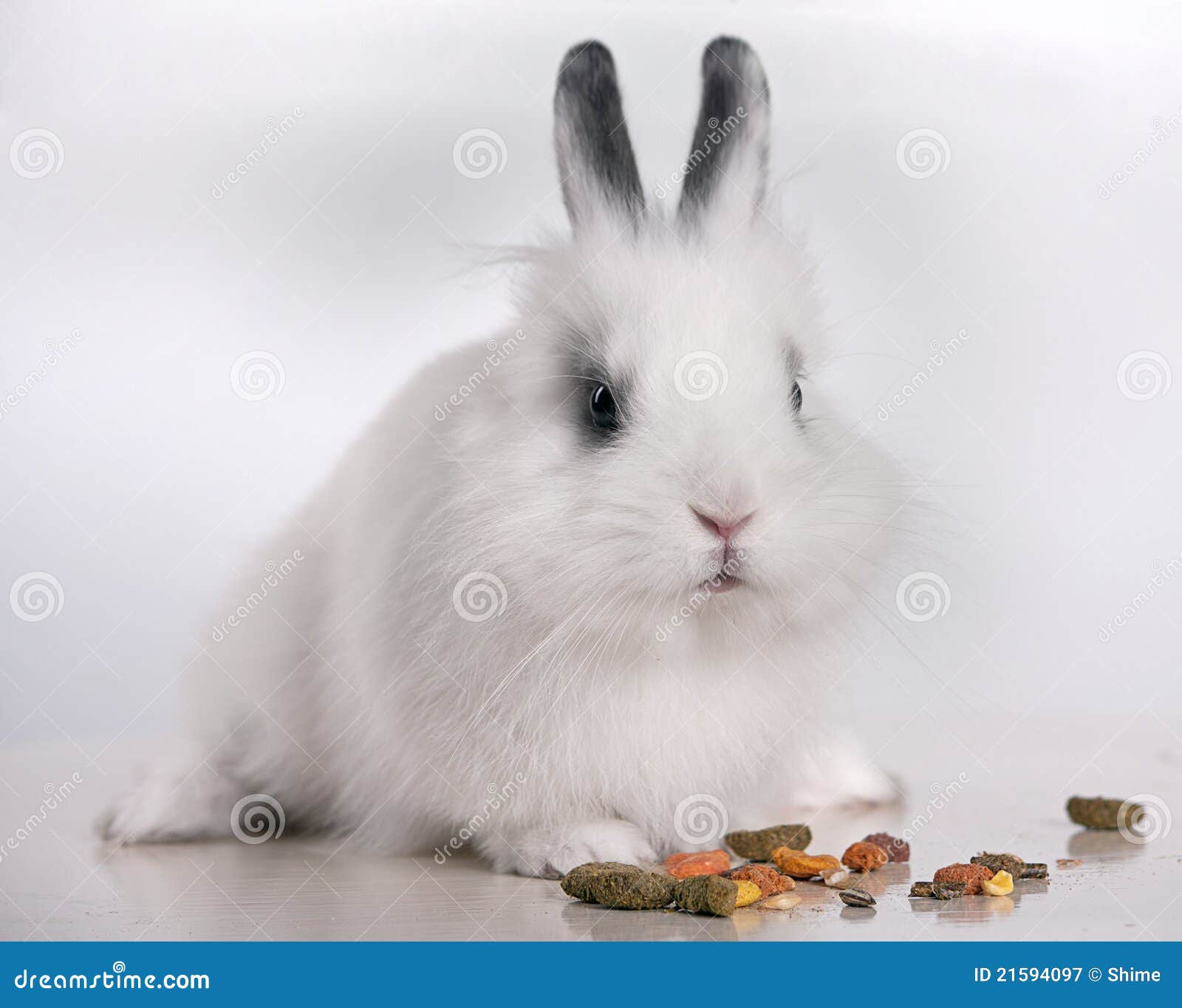 Rabbit stock image. Image of mammal, animal, young, rodent - 21594097