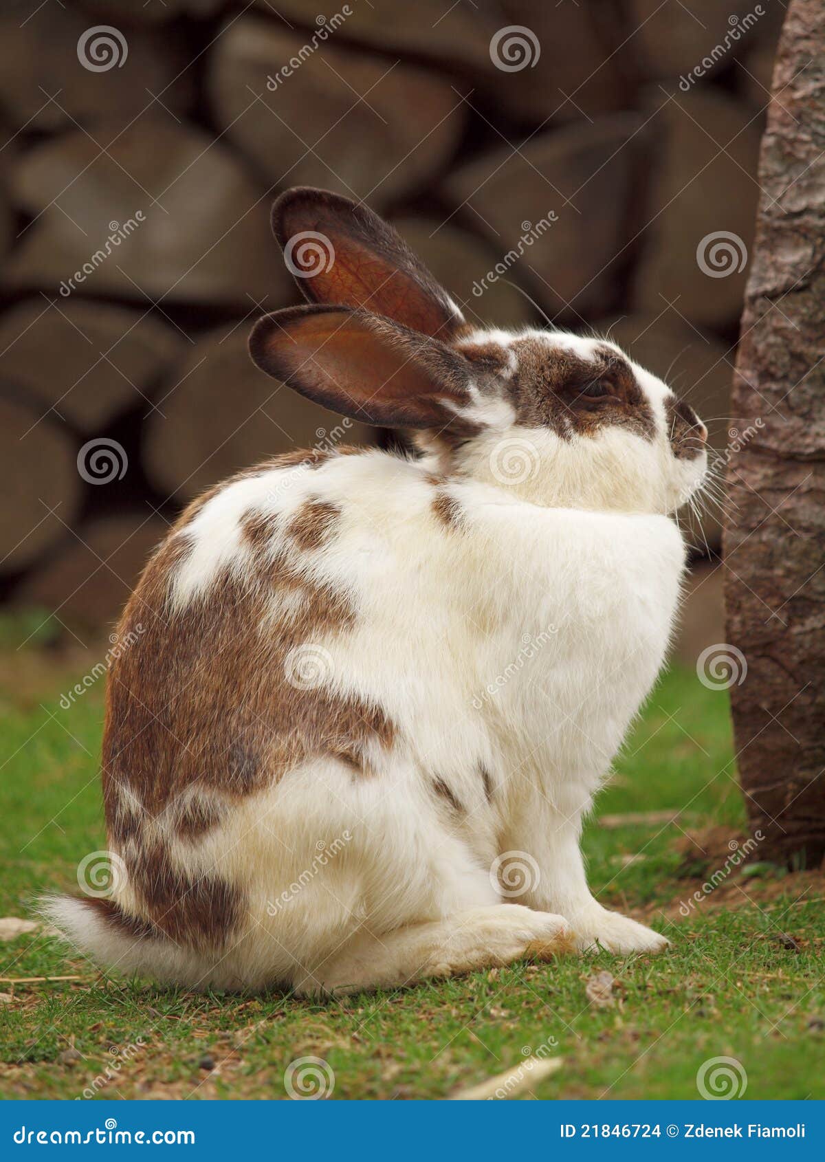 The rabbit stock photo. Image of animal, rabbit, country - 21846724