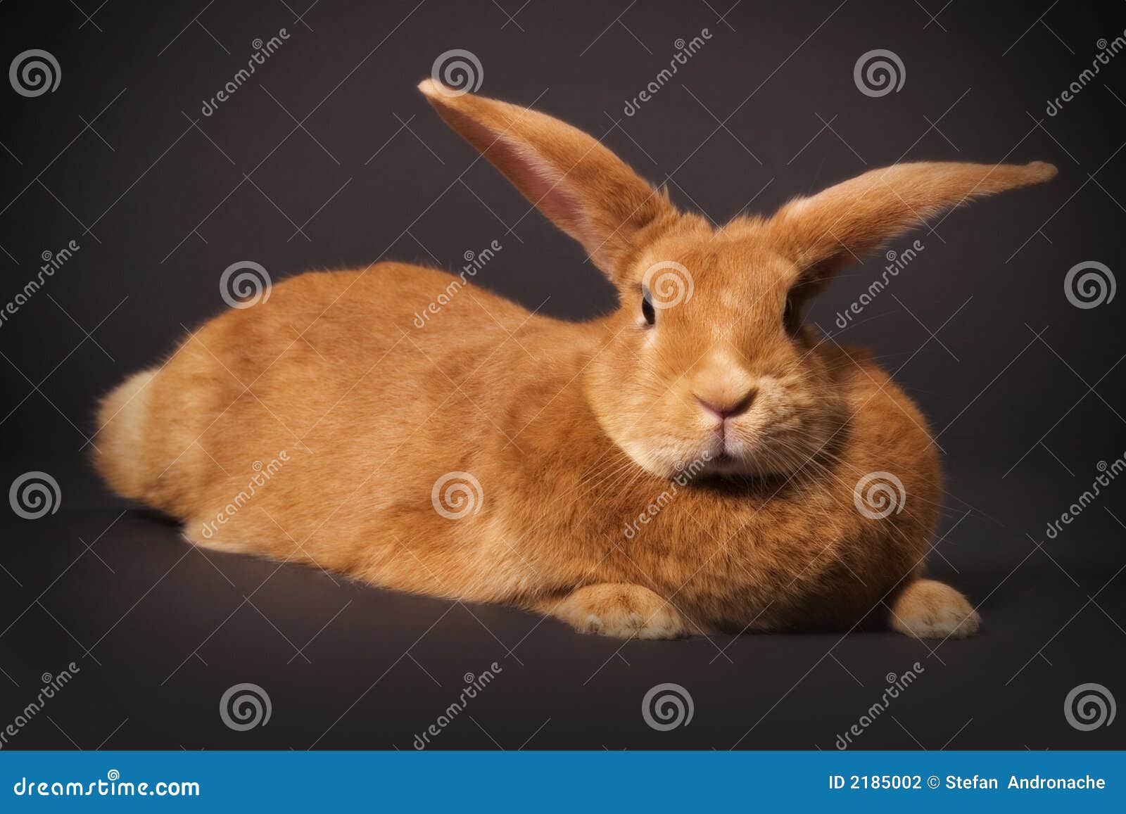 Rabbit stock photo. Image of pets, spring, rodents, bunnies - 2185002