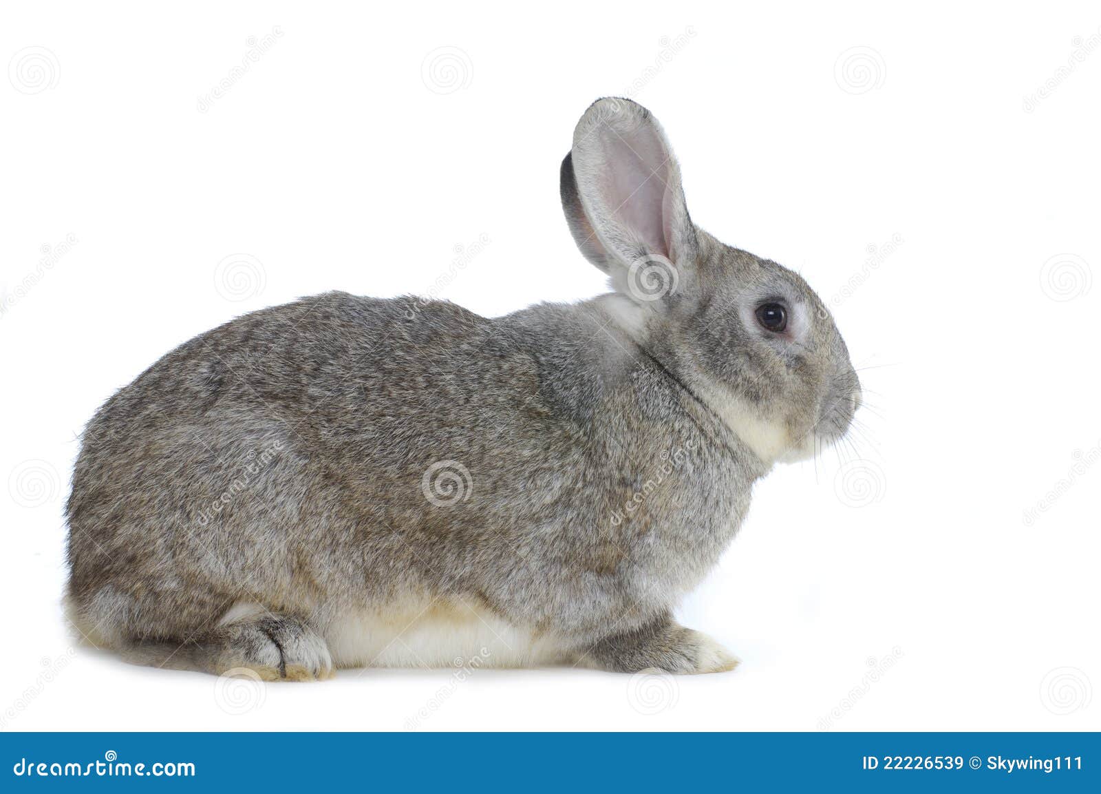 Rabbit stock image. Image of muzzle, breed, lepus, furry - 22226539
